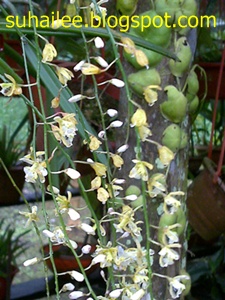 orkid liar : orkid liar / hutan dan kacukan