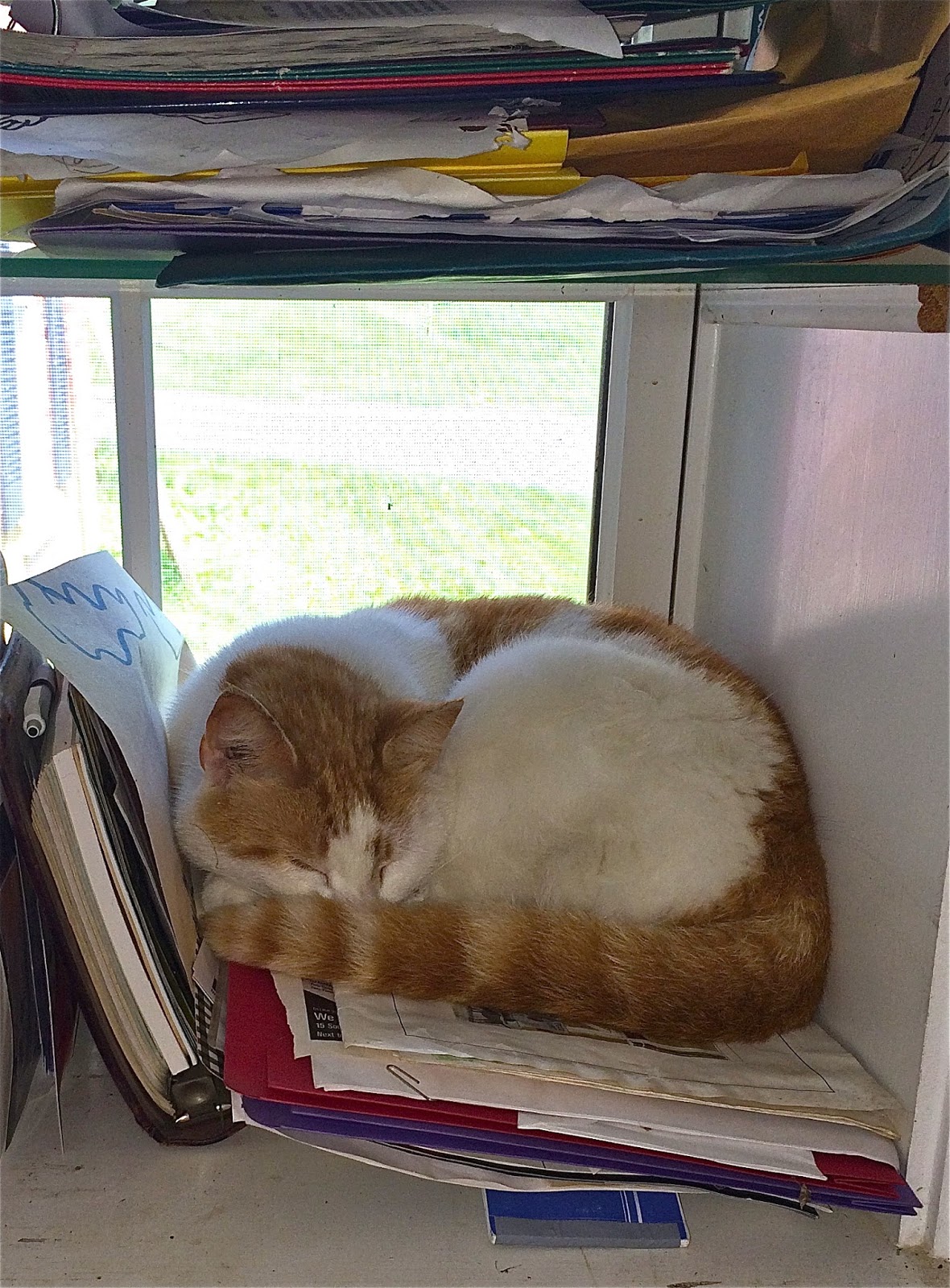 Farm Fresh Fun: cat naps