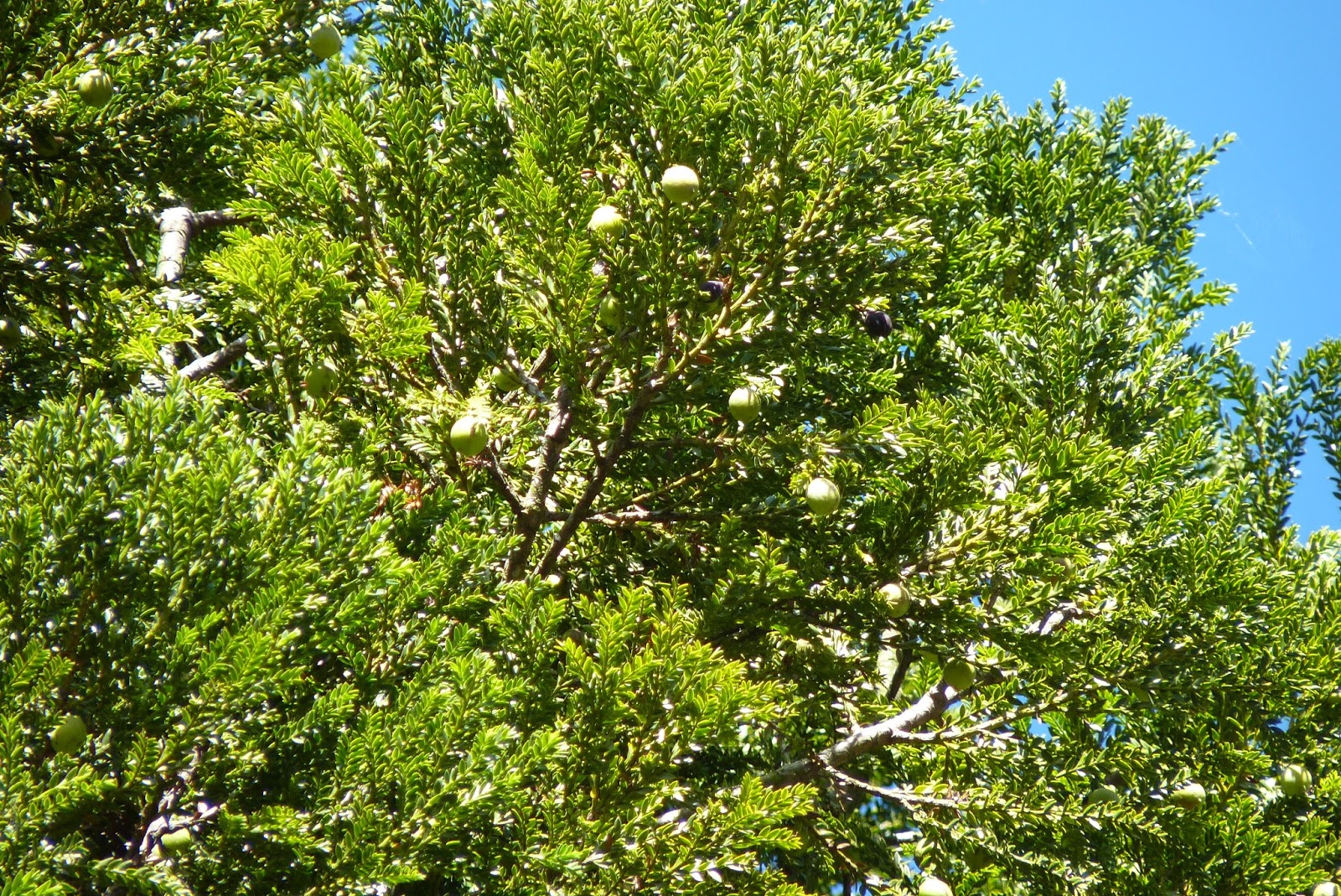 ARBORETUM: ÁRBOLES FANTÁSTICOS, el pino colombiano