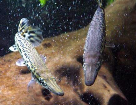 ECOSISTEMAS DE COSTA RICA: REFUGIO DE VIDA SILVESTRE BARRA DE COLORADO