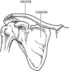 Kosti: prstni koš in ključnica