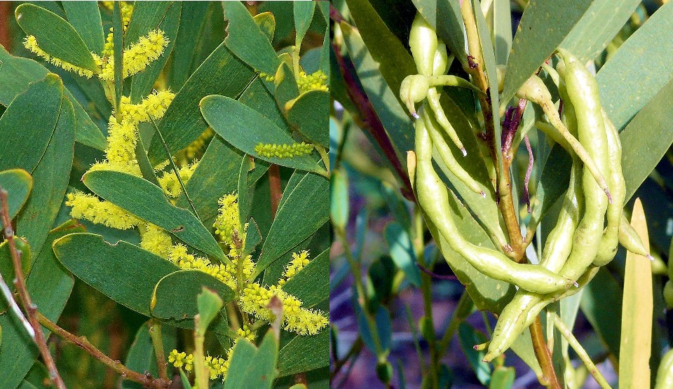 Nature of Lincoln Cove: wattles