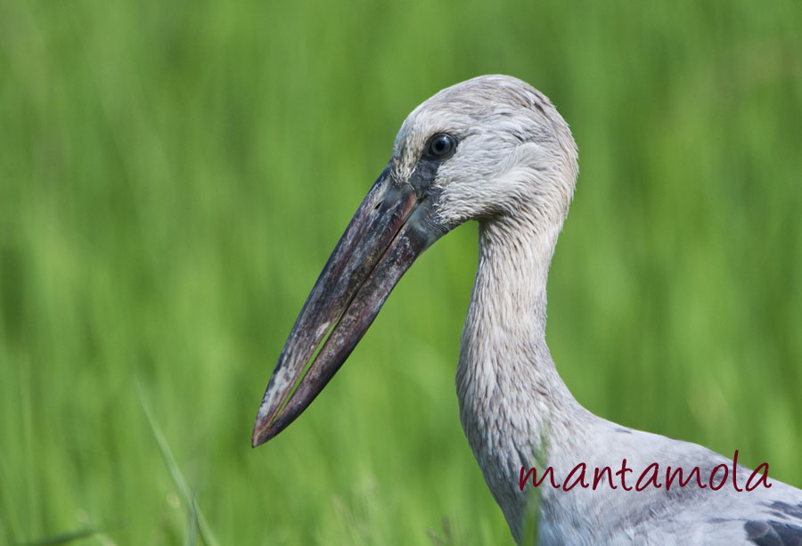 manta blog: Asian Openbill Stork