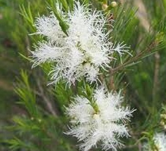 Anim Agro Technology: HERBA - TEA TREE (Part 2)