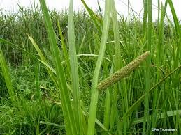 Khasiat dan Manfaat Rimpang Akar Jeringau (Dlingo) ~ KHASIAT DAN ...