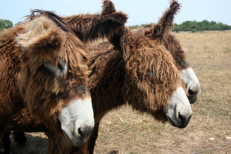 NOS PETITS FRERES LES ANIMAUX: Baudet du Poitou