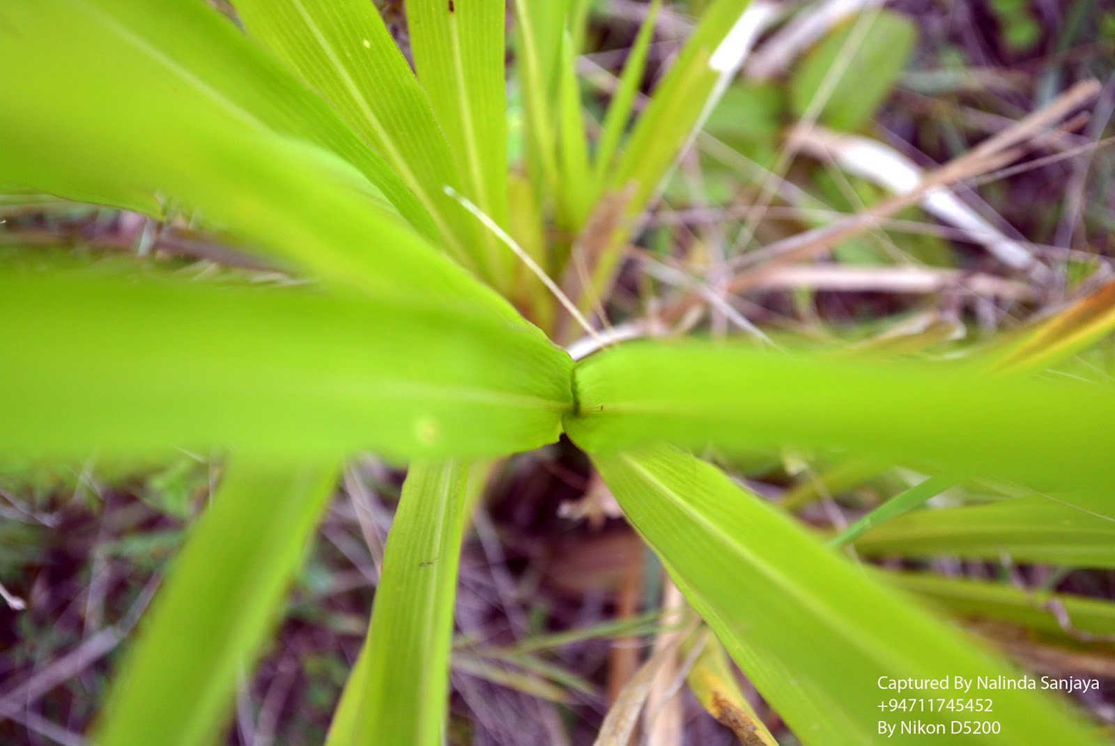 ඉලුක් ගහක් මෙහෙම දැකලා තියෙනවද?