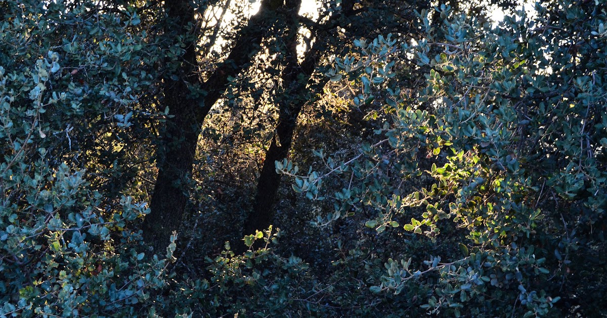 ALMANAQUE NATURAL: El Encinar Manchego Occidental