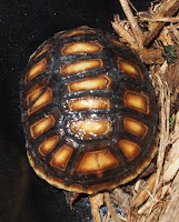 goReptiles: Split Scutes