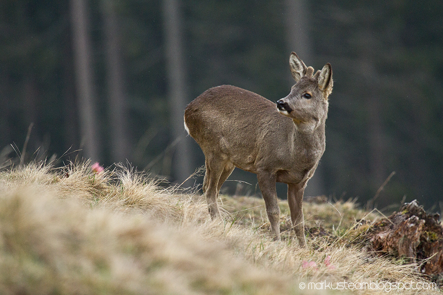 Srnjak ( Capreolus capreolus )