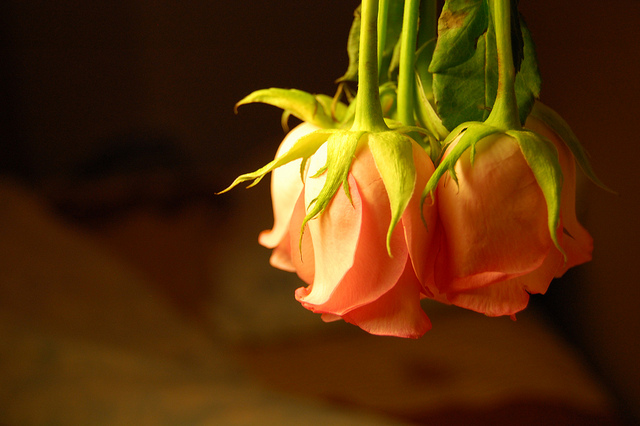 Upside Down Roses