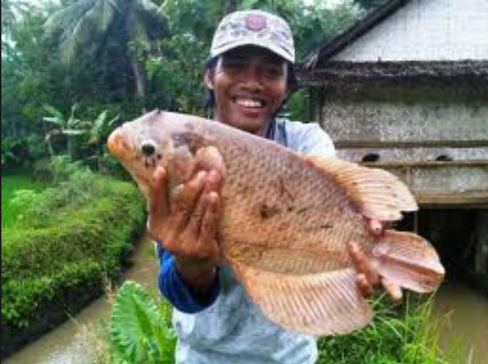 Animals World: Type and Price of Gurame Fish