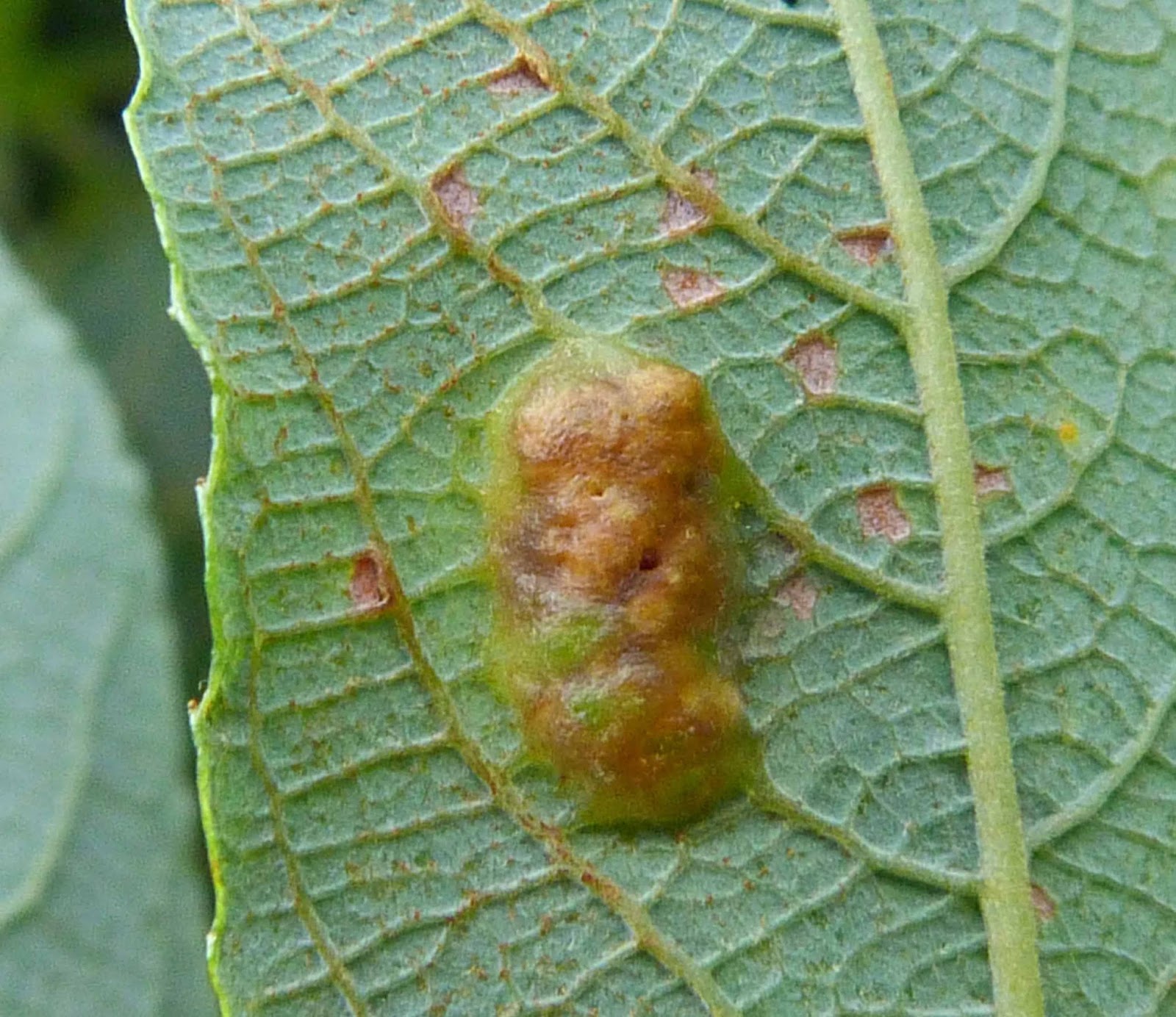 Insects of Scotland: Galls/Leaf-miners