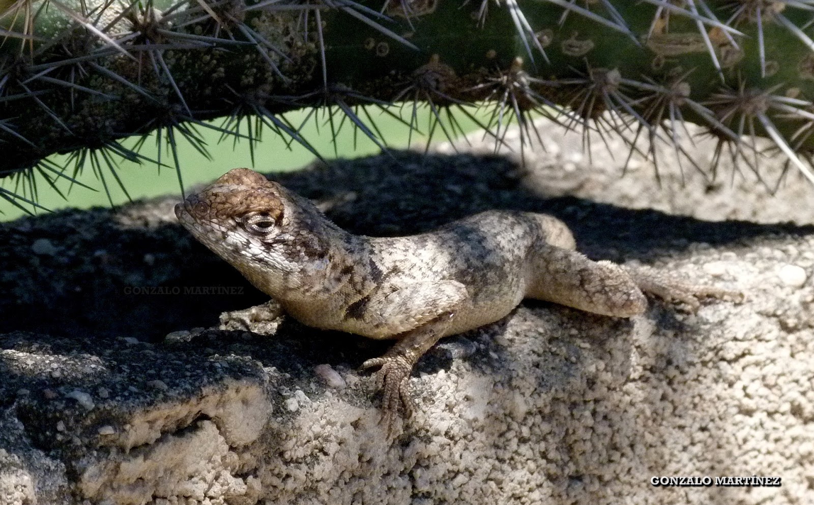 Photography-Fotografía: Animales - Animals