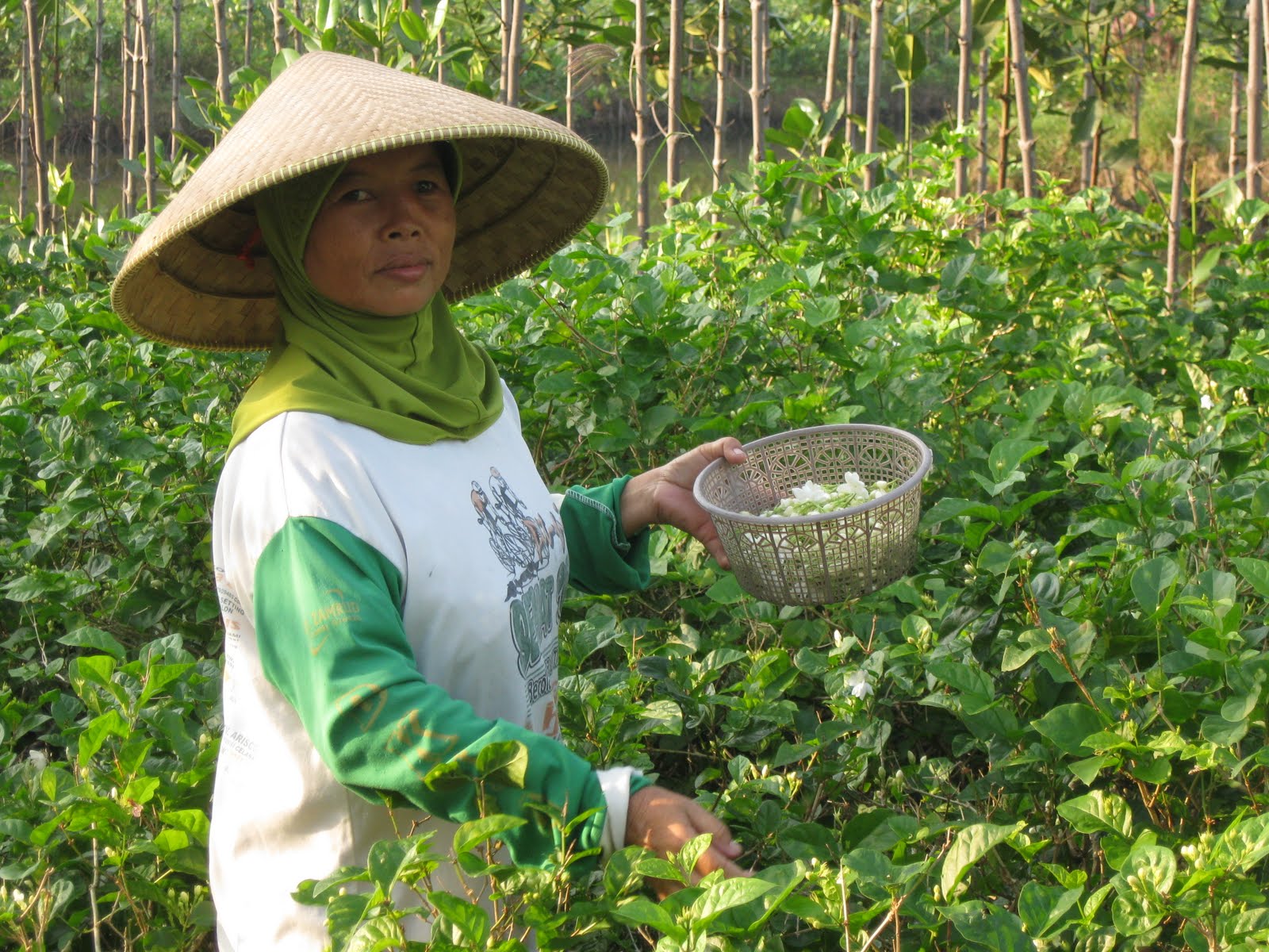 Wisata Pantai Blendung: Petani Bunga Melati di Desa Blendung