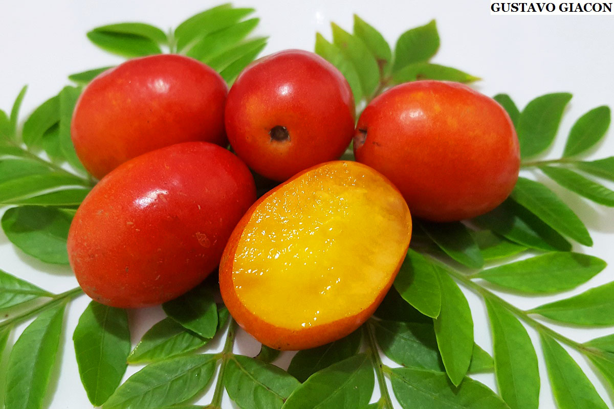 Viveiro Ciprest - Plantas Nativas e Exóticas: Seriguela ou Ciriguela ...