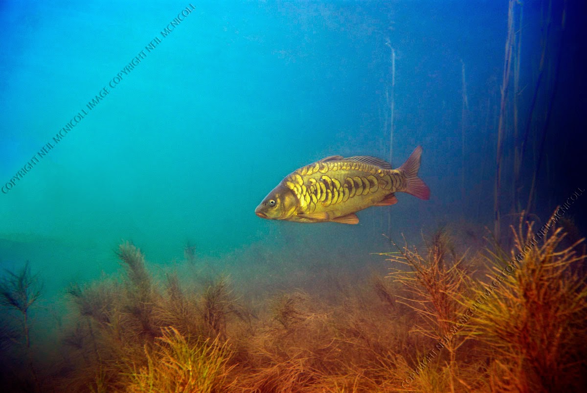 Freshwater Fish Photographs: Carp