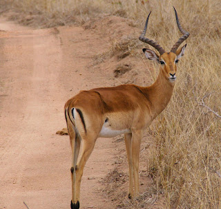 The Impala | Cute Animal All Facts & New Photographs | The Wildlife