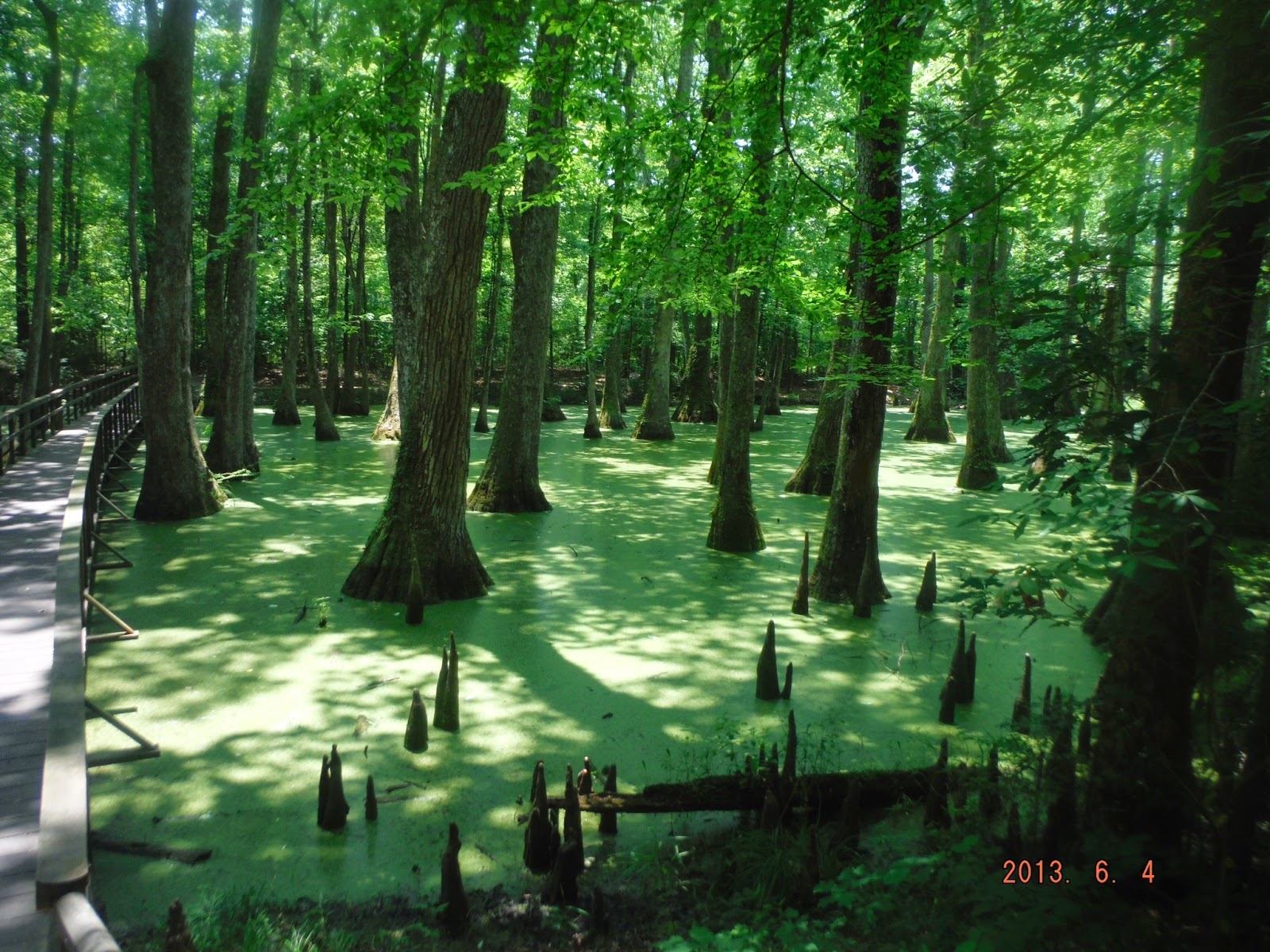 Mississippi River Trail 2013: Rock Dundee, Cypress Swamp, Mississippi