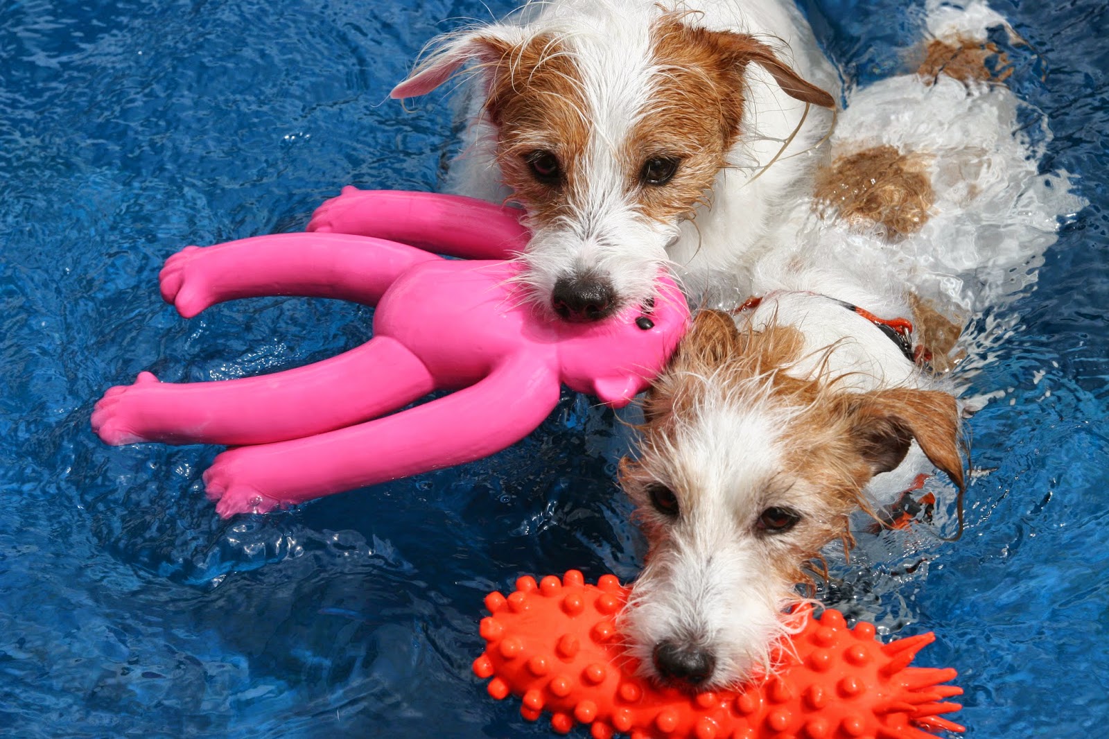 Happy 5th Barkday to Sammy Loo! - Sam, Pecan, Pippin, Shelly and ...