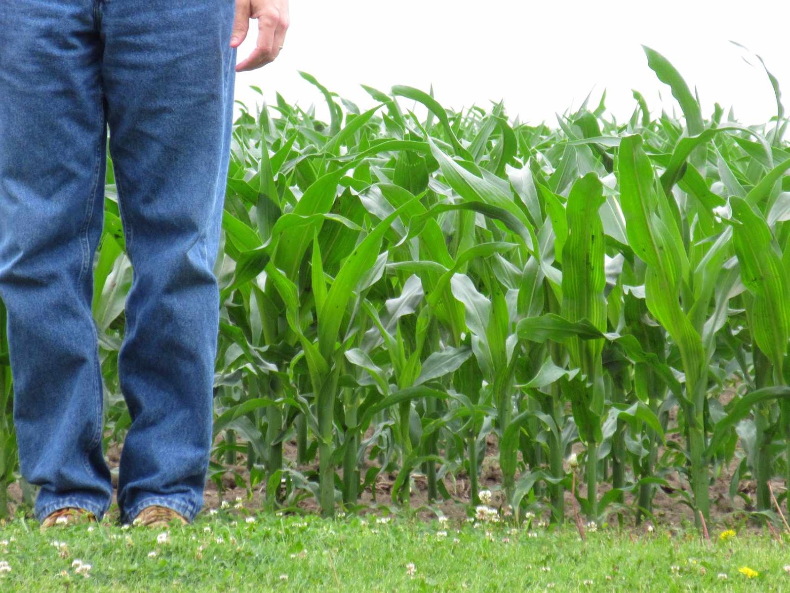 Three Things Very Dull Indeed: Corn in the backyard, 2016 -- weeks 6, 7 ...