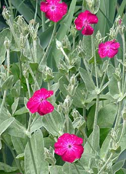 GARDEN LADY: Lamb's Ear: it's a soft thing