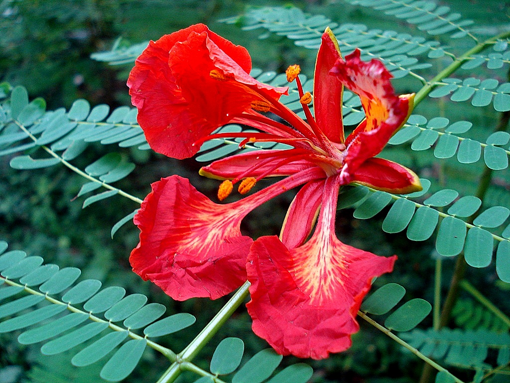 Trees in Gulmohar Park - Gulmohar