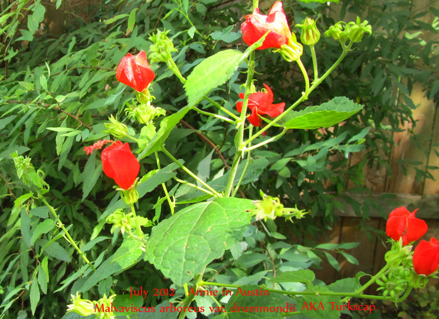 The Transplantable Rose: Garden Bloggers Bloom Day July 2012
