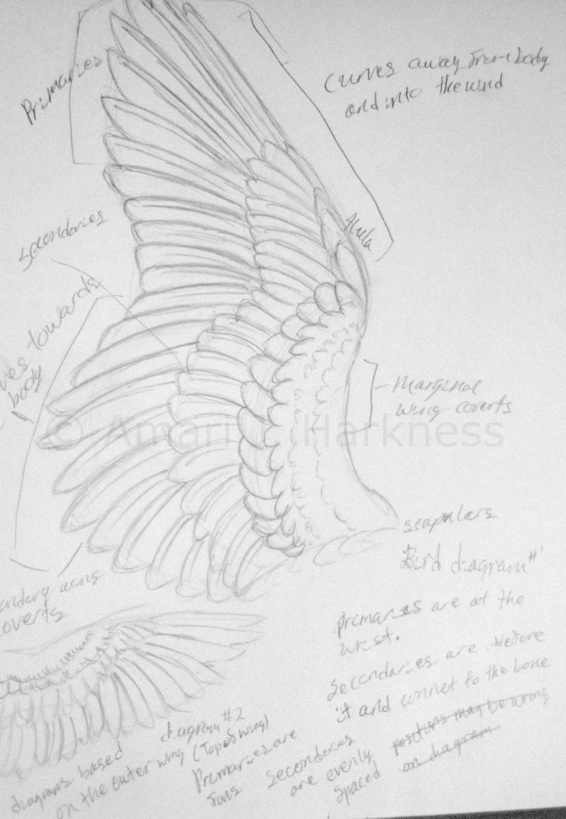 Sketching with Reckless Abandon: Drawing Bird Wings...