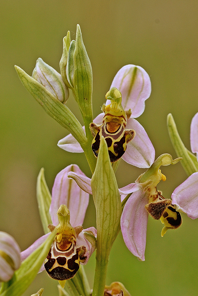 Isola Natura: Ophrys apifera: l'orchidea che non ha impollinatore