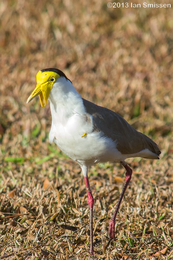 A passion for birds...: Paluma Range NP
