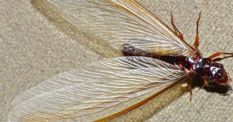 Identificando o cupim voador | Como Acabar com os Cupins