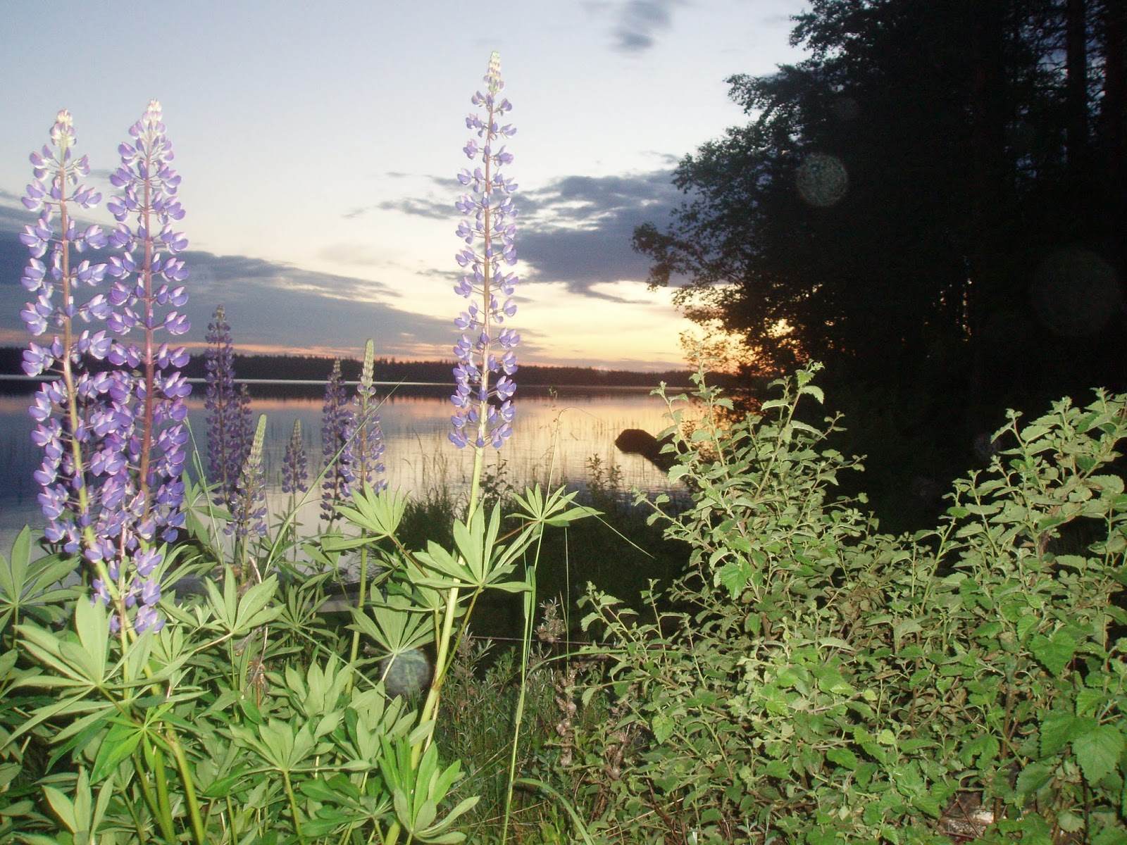 Kuvia ja mielikuvia: Luonnon helmiä...