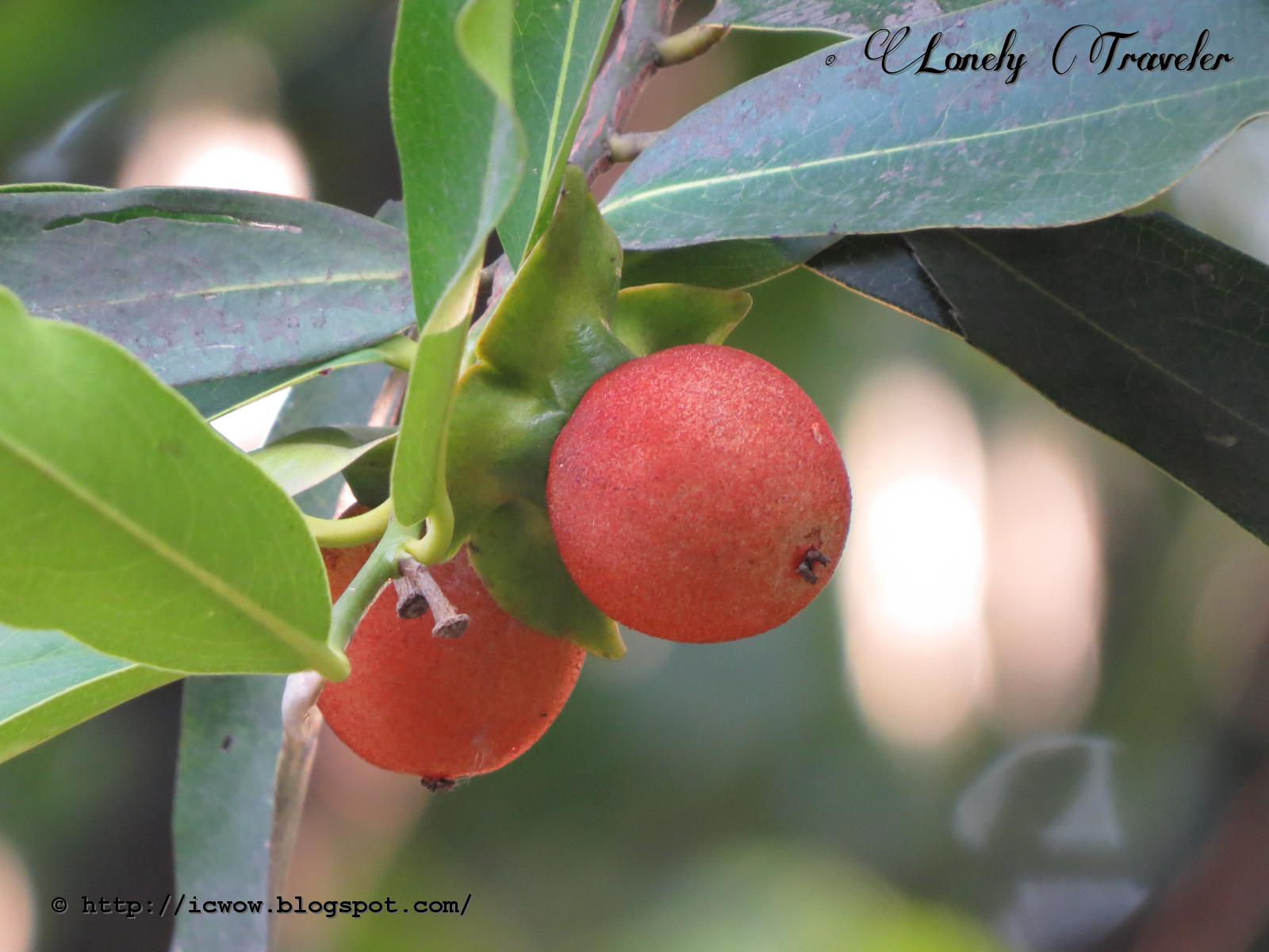 Indian Persimmon - Diospyros embryopteris