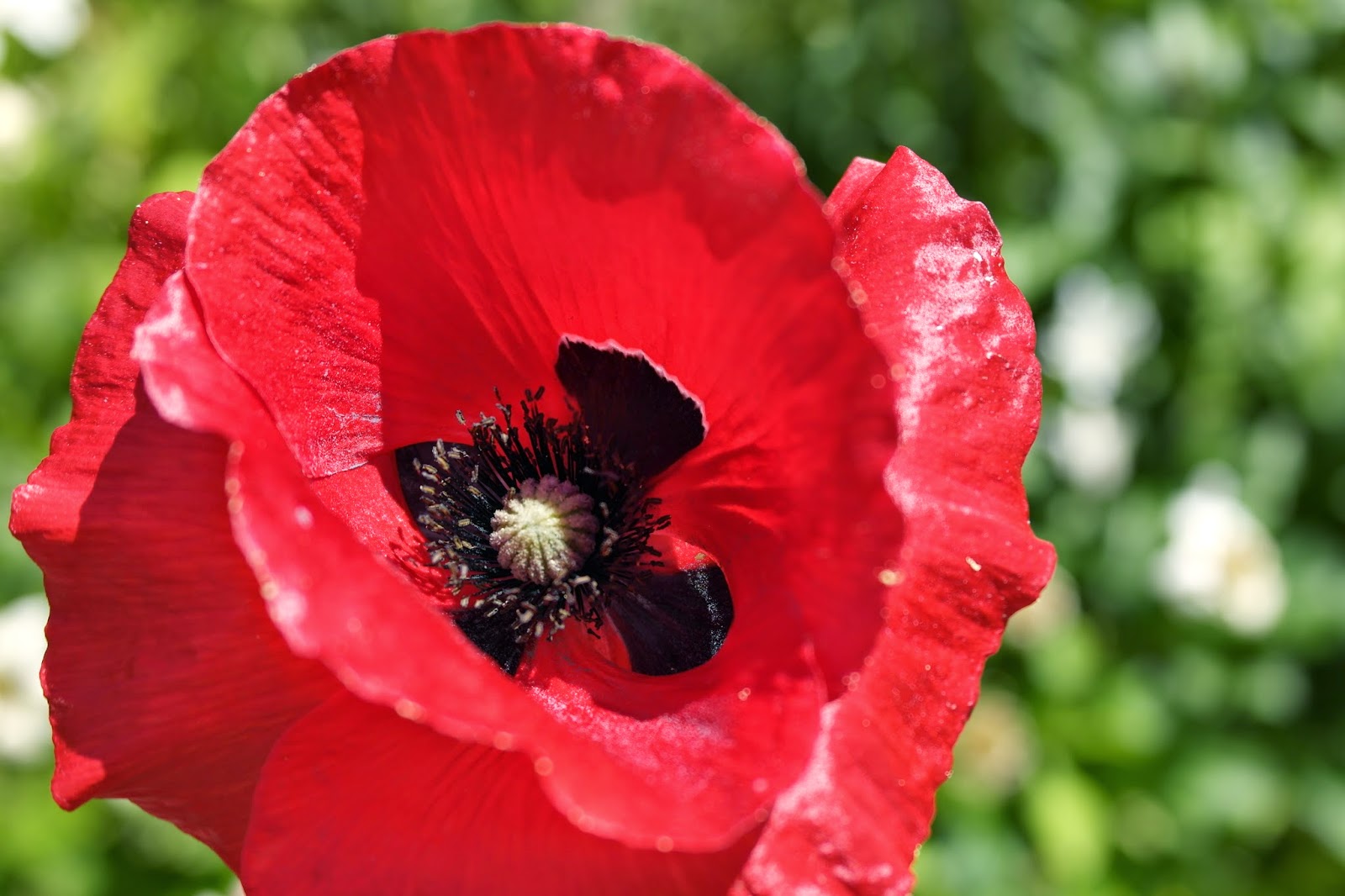 Jonbels Garden: En outstanding vallmo - X-factor röd och orange