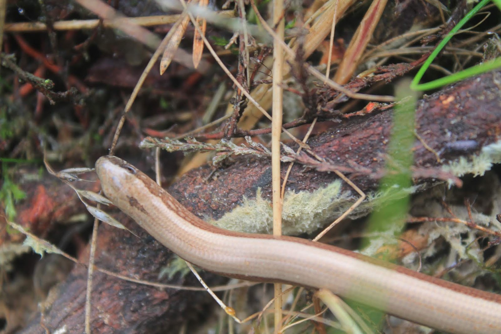 Slangen van ´t Nederlands taalgebied en West-Europa : Slangen herkennen ...