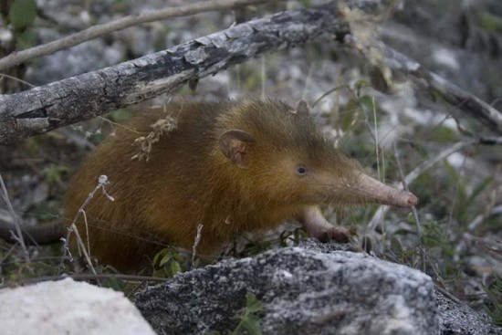 50 Unusual And Rare Animals From Around The World [Pics] | ALL PHOTOZ