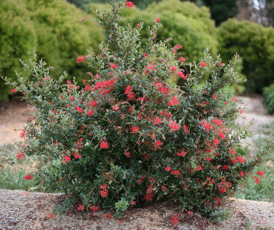 grevillea - JungleKey.fr Image
