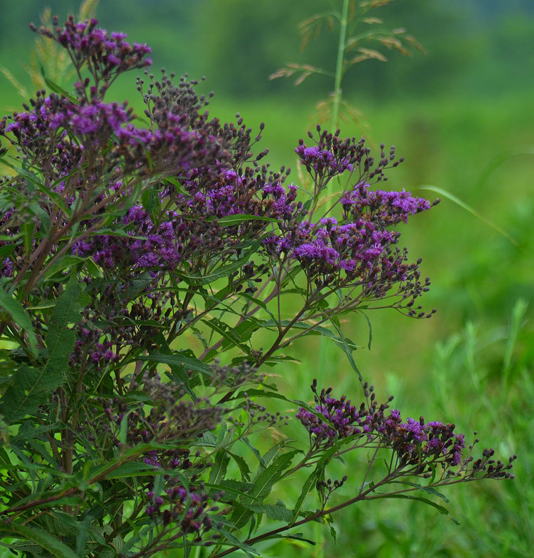 Red and the Peanut: Indigo Buntings, Giant Ragweed, and hints of fall...