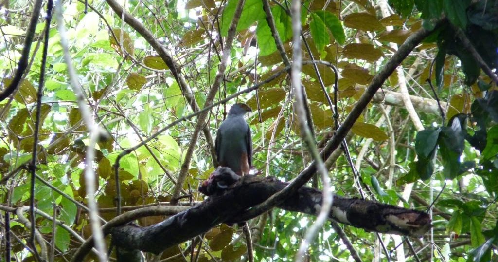 Bicolored Hawk in BCI, Sapsucker in Lago Alajuela