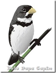 BLOG BULÚ DICAS E MANEJOS: COLEIROS