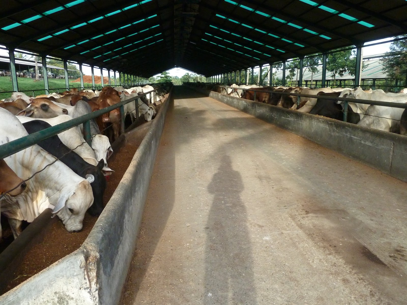 Rumah Ternak: Sistem Penggemukan Sapi Potong