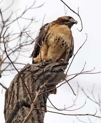 Jeff Foltice Photography: Red Tailed Hawk Perch
