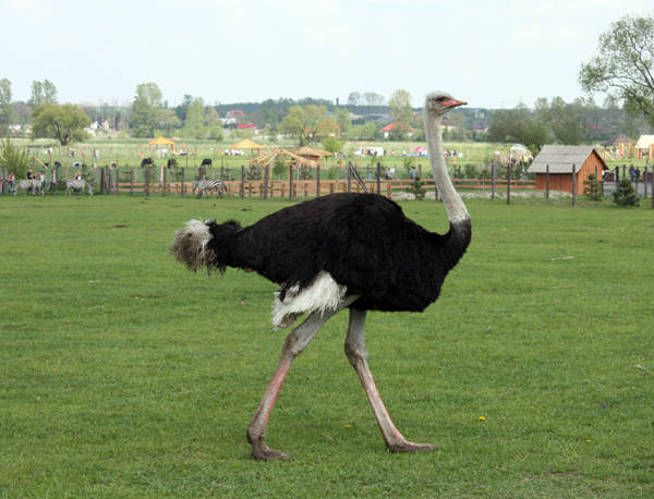 Wszystko o zwierzątkach:*: Największe zwierzęta świata
