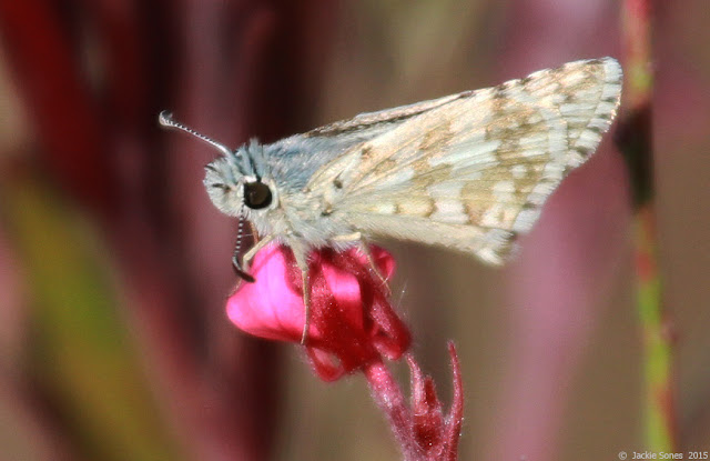 The Natural History of Bodega Head: Let's spend the night together