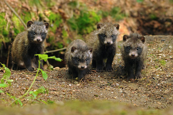 Jenoty - przybysze z Dalekiego Wschodu coraz liczniej występują na ...