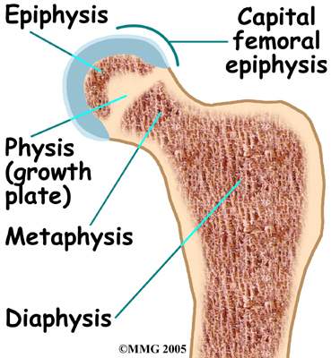 Biology TuteLaGe: Epifisis, Diafisis, dan Metafisis