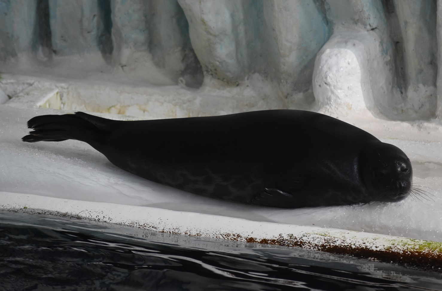 ZOOTOGRAFIANDO (6.096 ANIMALS): FOCA OCELADA / BALTIC SEAL (Pusa hispida)