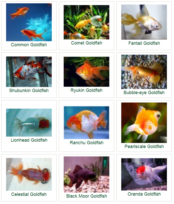 Aquarium Fish & Others: Gold Fish