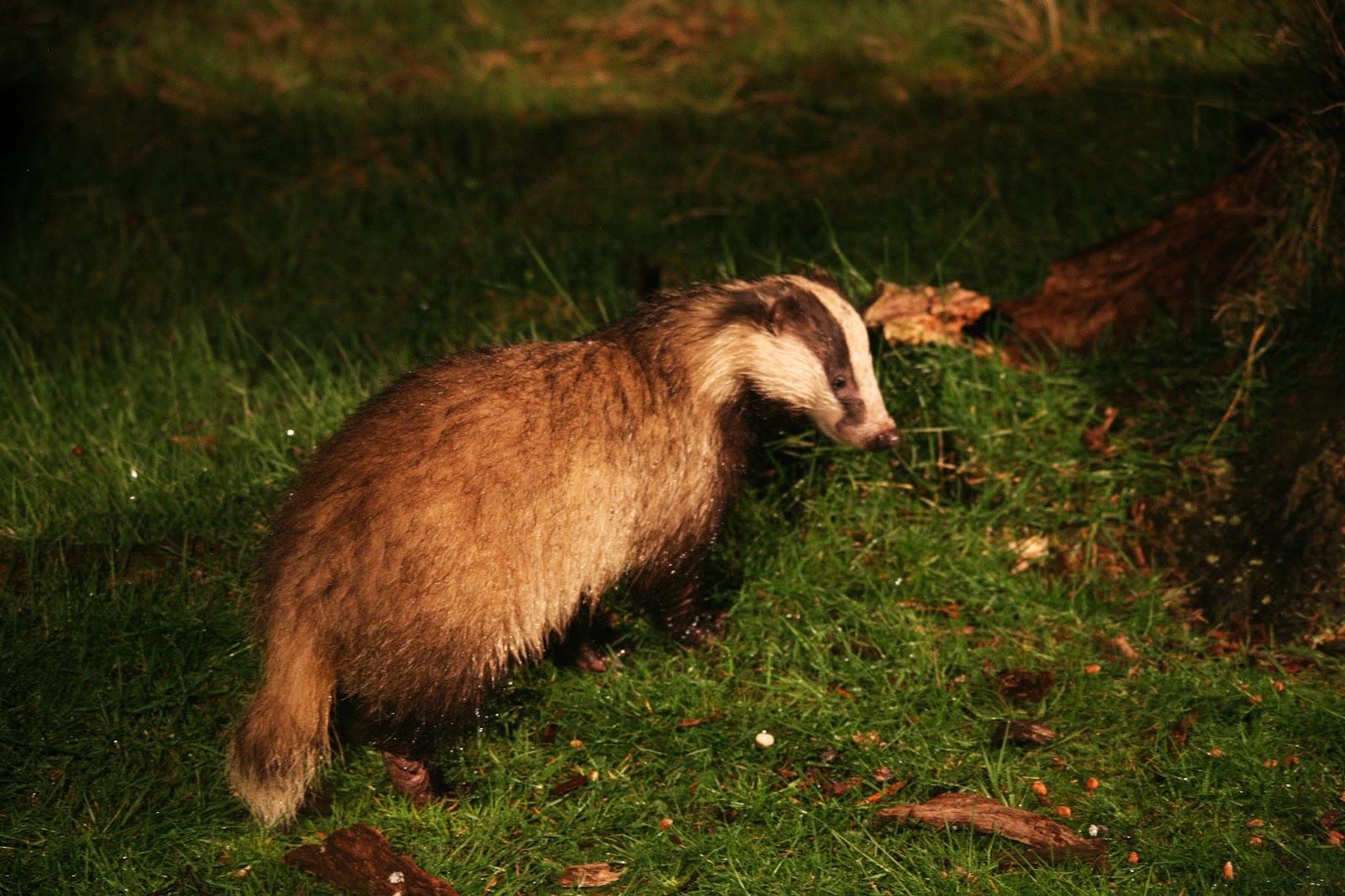 The Ginger Naturalist : Highlights from the Highlands Part 1